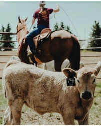 Accessories (12) - Fort Brands